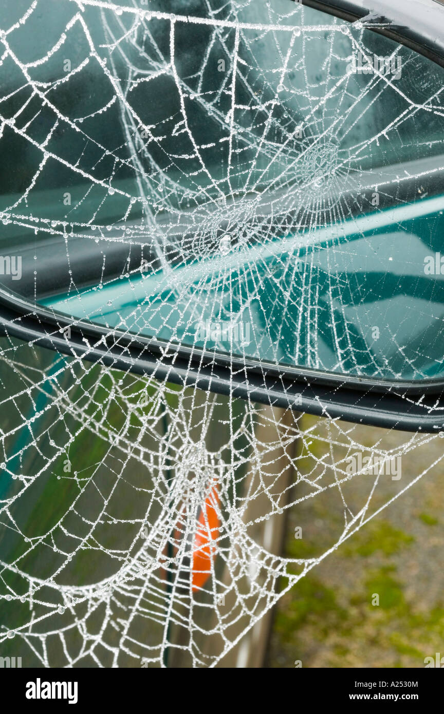 Spider web on car wing hi-res stock photography and images - Alamy