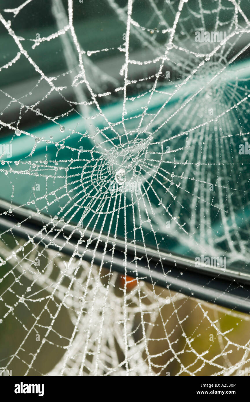 Spider web on car wing hi-res stock photography and images - Alamy