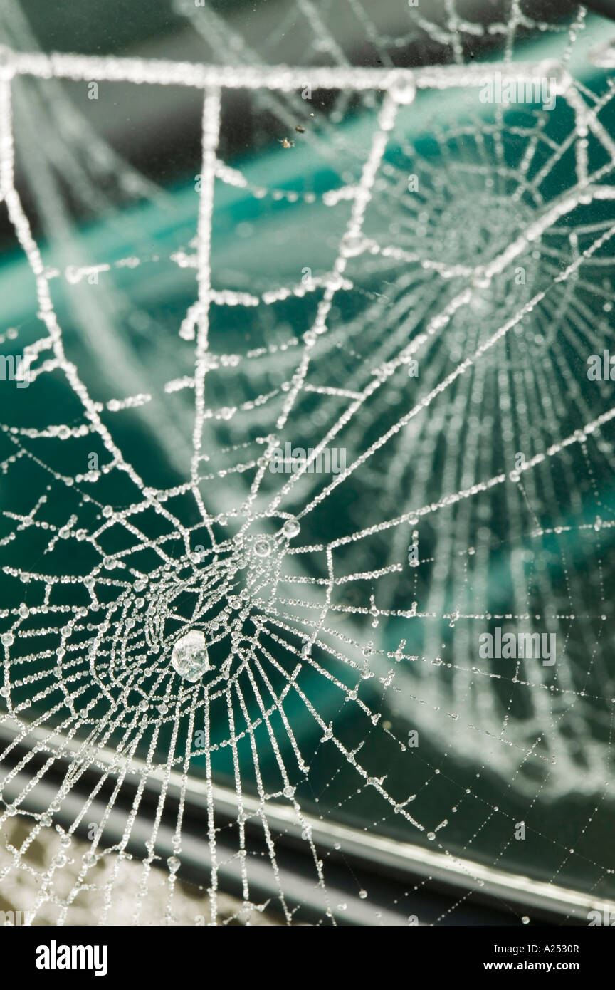 Spider web on car wing hi-res stock photography and images - Alamy