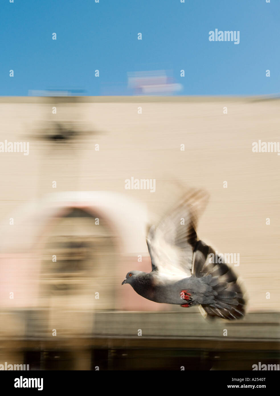 Messenger pigeon flying hi-res stock photography and images - Alamy