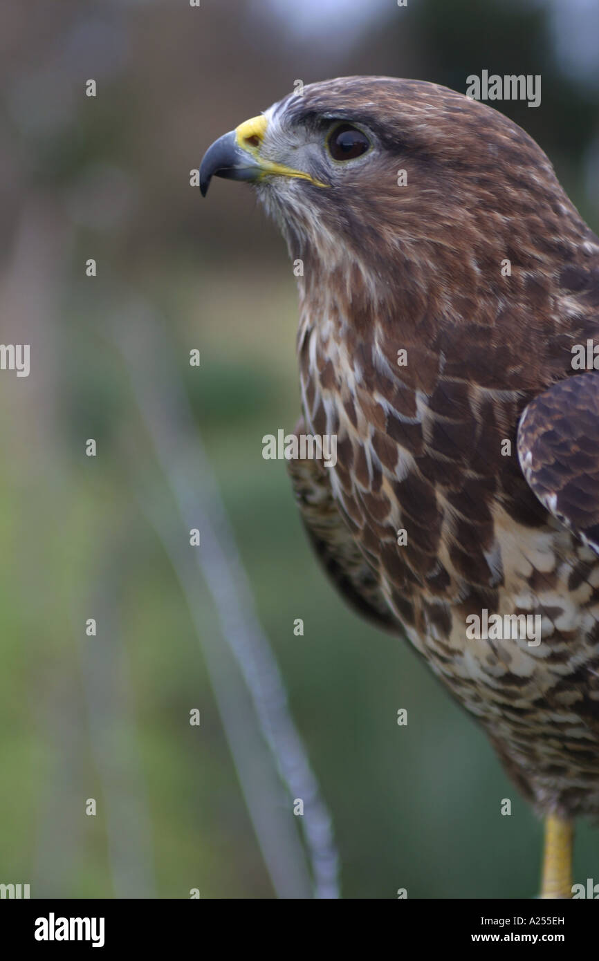 Common Buzzard on Fence Stock Photo - Alamy