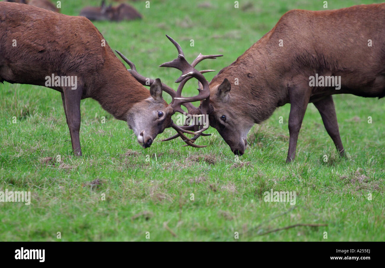 Red Deer Rutting Stock Photo - Alamy