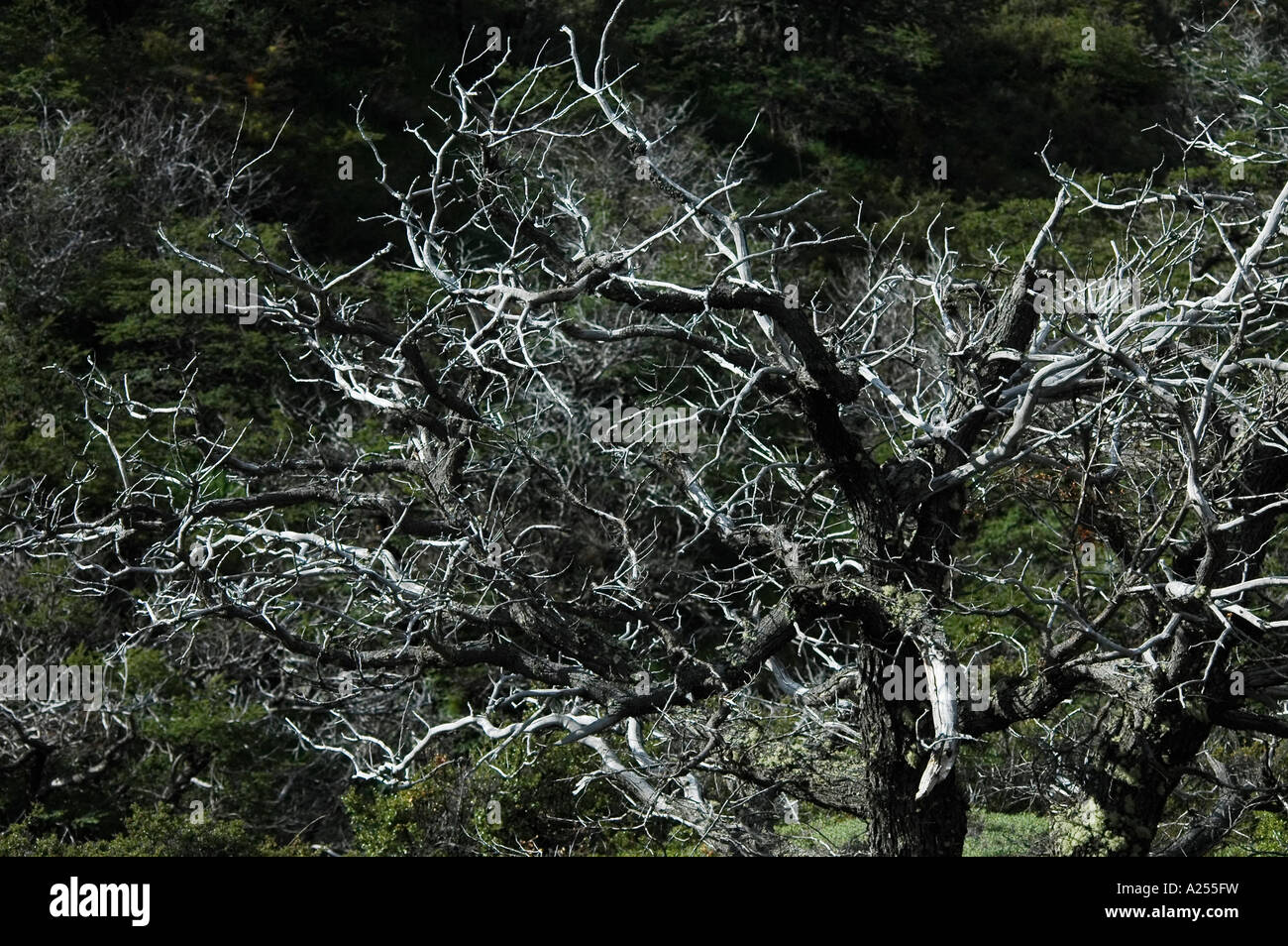 Dead tree, Torres del Paine National Park, Patagonia, Chile (Torres del ...