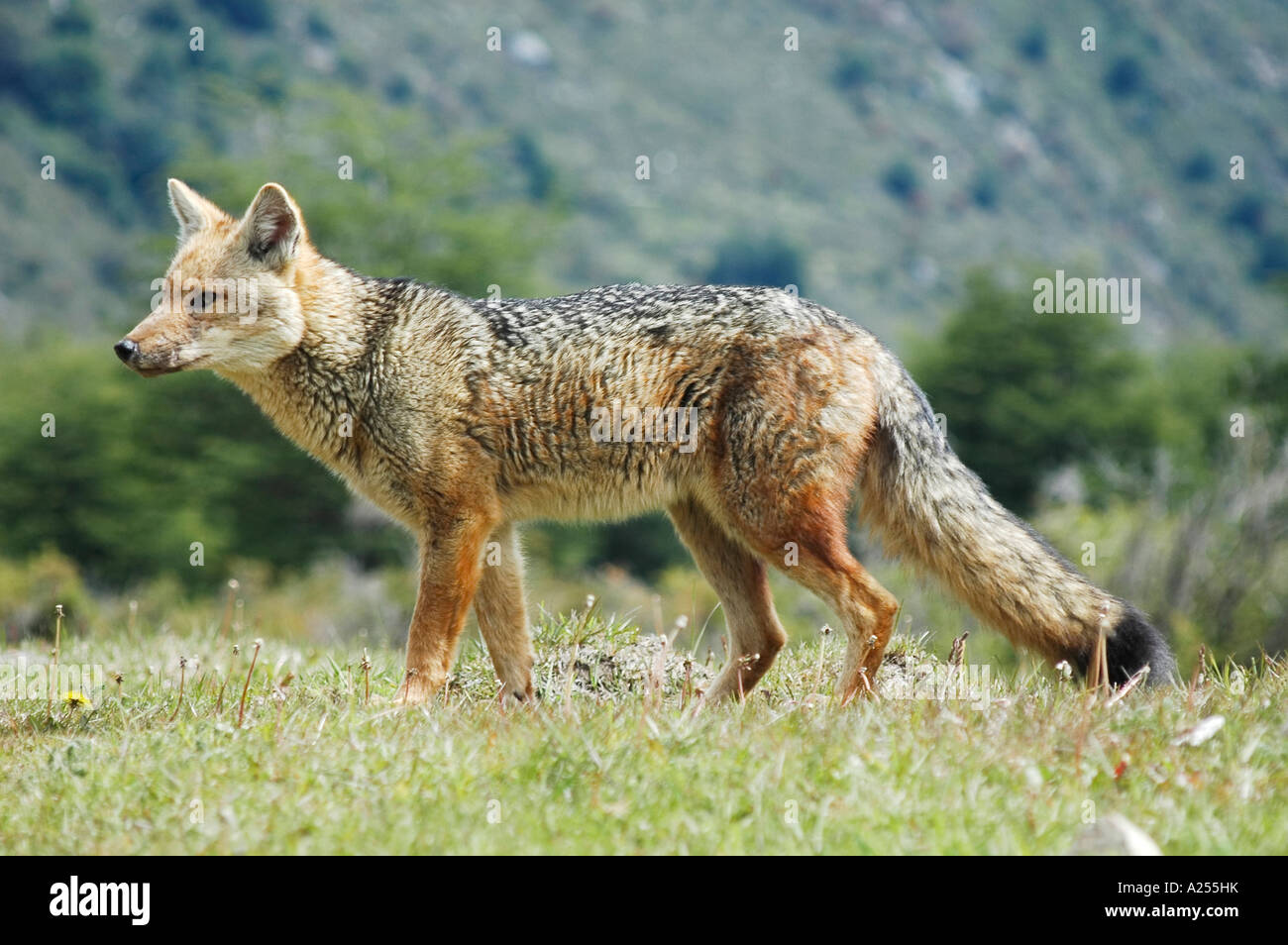 Patagonian Grey Fox Stock Photo - Alamy