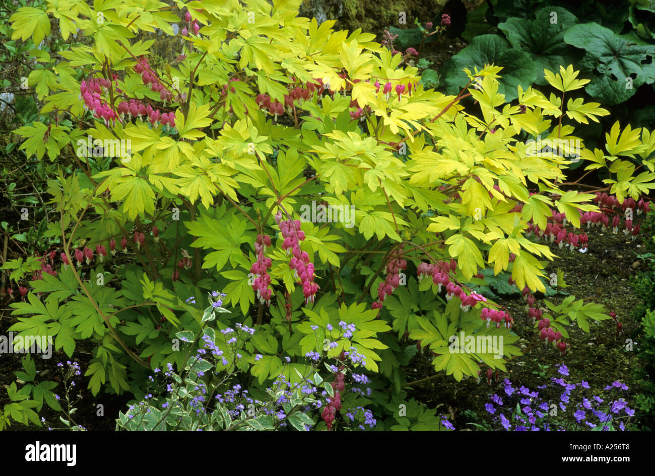 Dicentra spectabilis gold heart hi-res stock photography and images - Alamy
