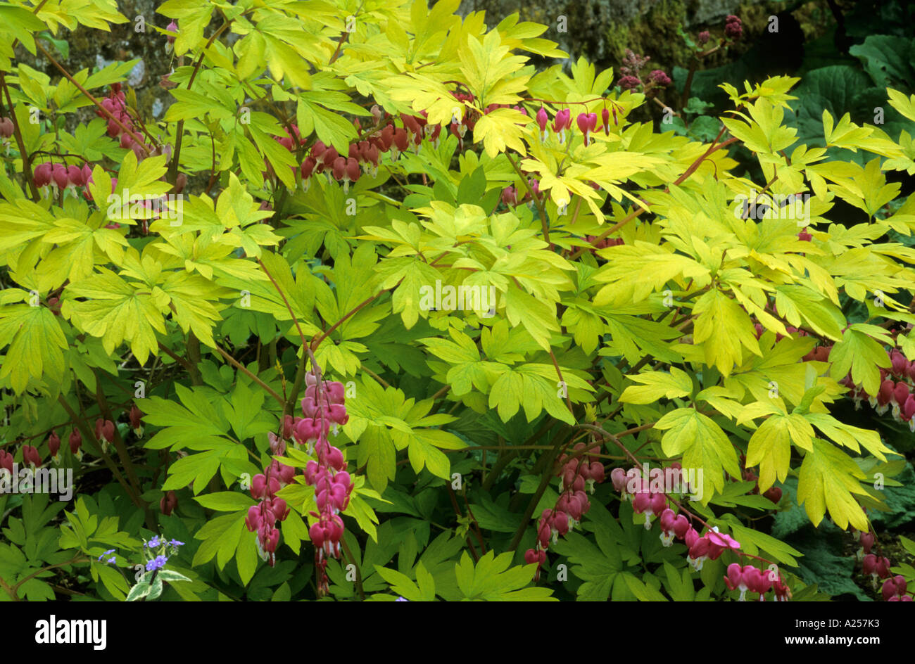 Dicentra spectabilis 'Gold Heart' Stock Photo - Alamy