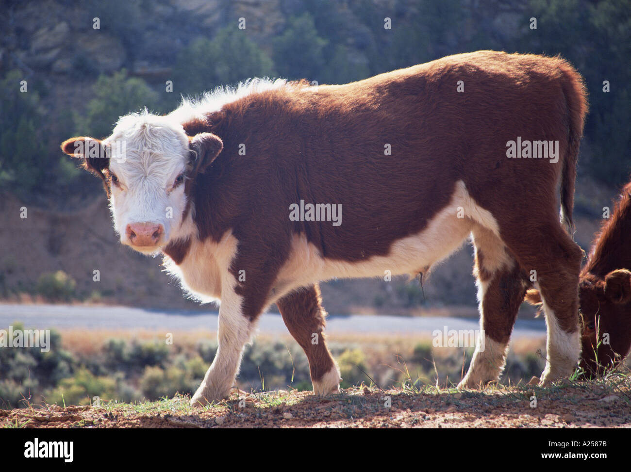 SIDE VIEW OF YOUNG COW UTAH USA Stock Photo - Alamy