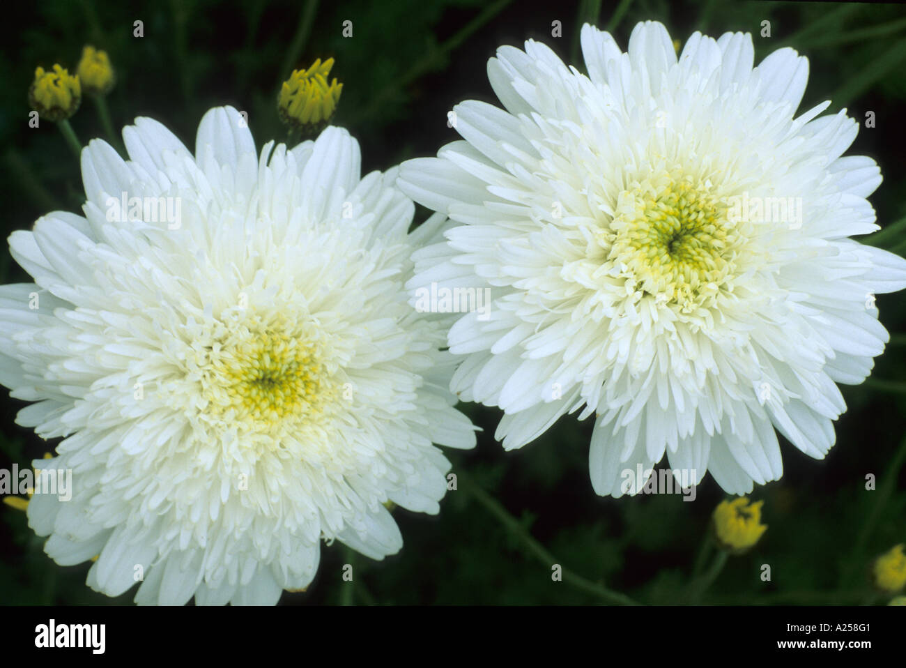Esther Reed Daisies For Sale at Alan Burke blog