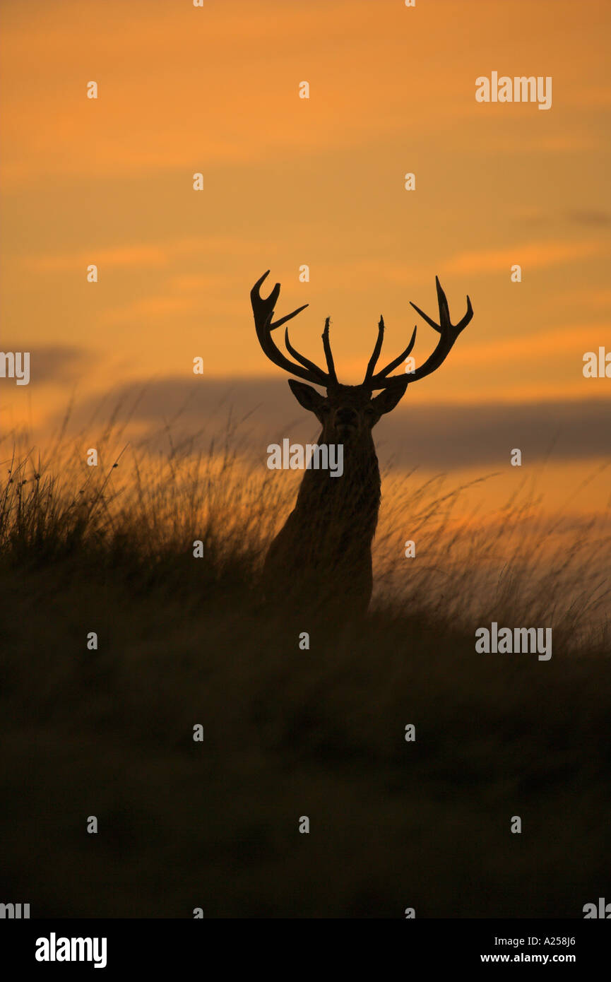 Sound stag hi-res stock photography and images - Alamy