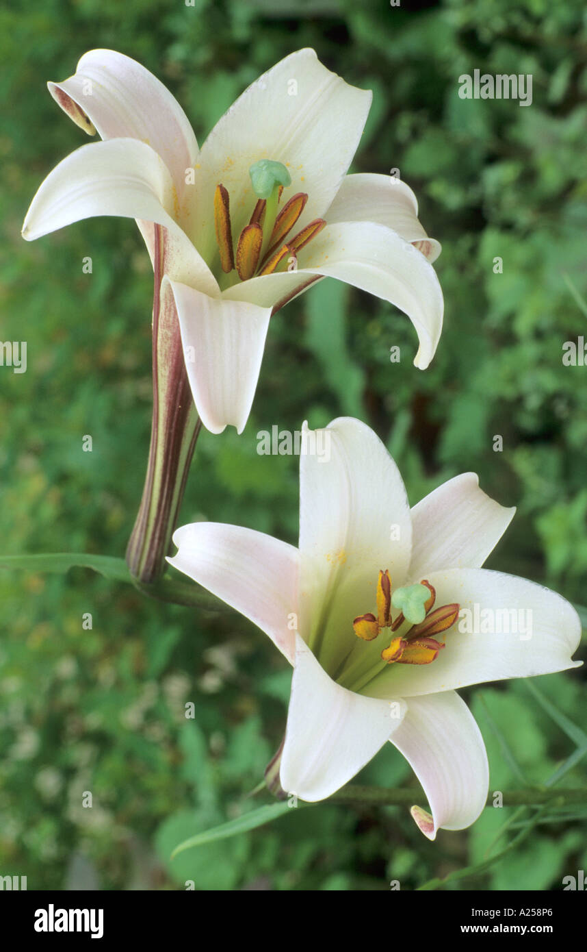 Lilium formosanum pricei hi-res stock photography and images - Alamy