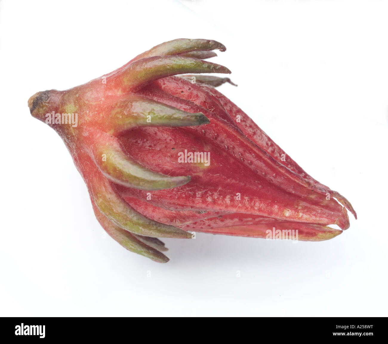 Rosellas (mallow fruits) Jamaican sorrel Roselle Stock Photo - Alamy