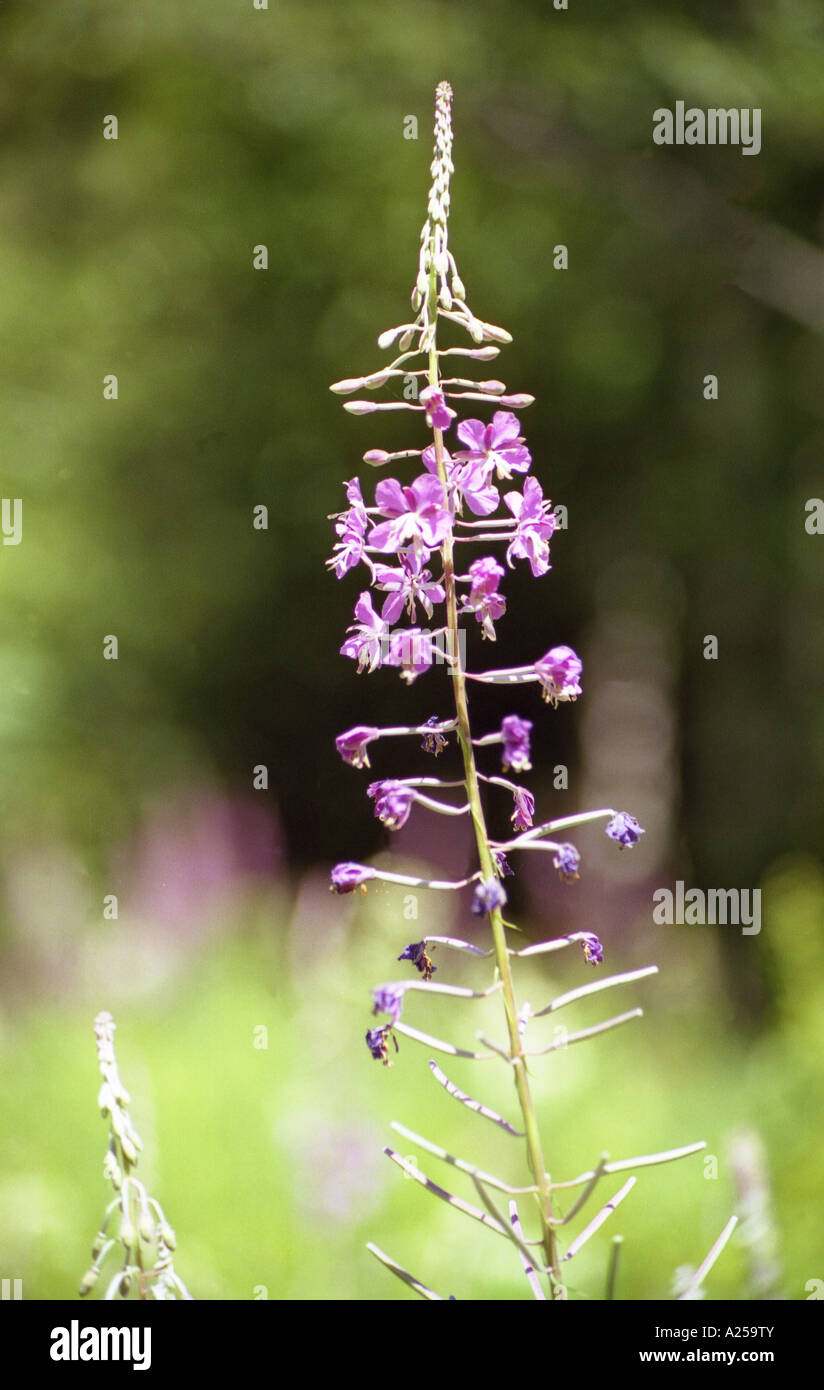 Beautiful Salvia wild flower with purple spike Stock Photo - Alamy
