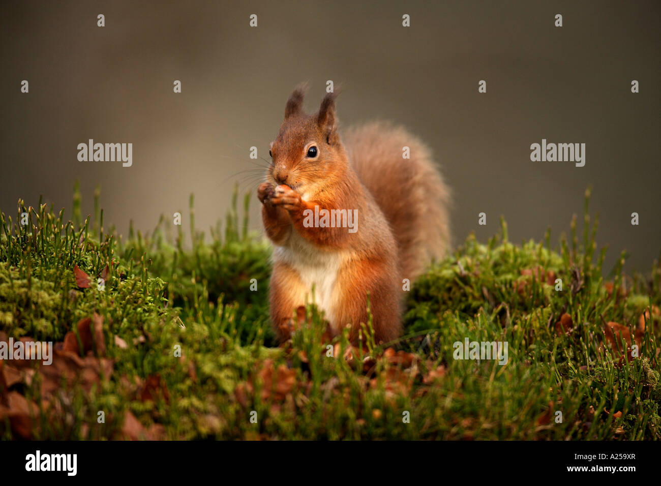 1 squirrel hi-res stock photography and images - Alamy