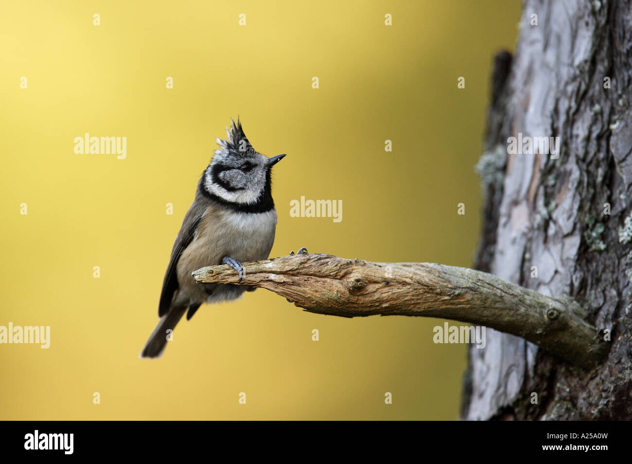 Crested Tit 2 Stock Photo - Alamy