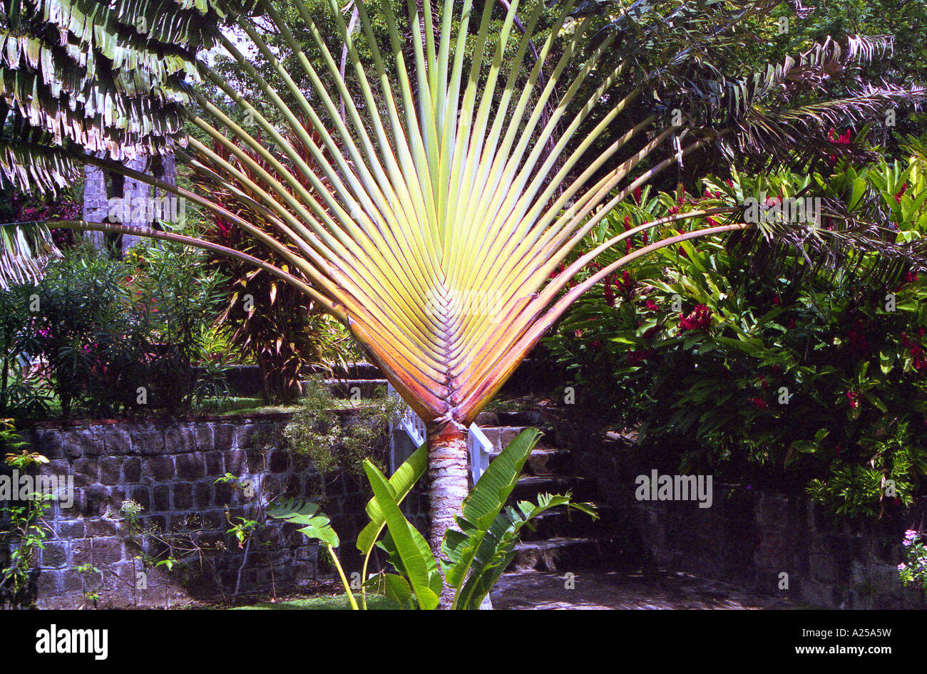 Fan shaped Pam on St. Lucia Caribbean Sea Stock Photo - Alamy