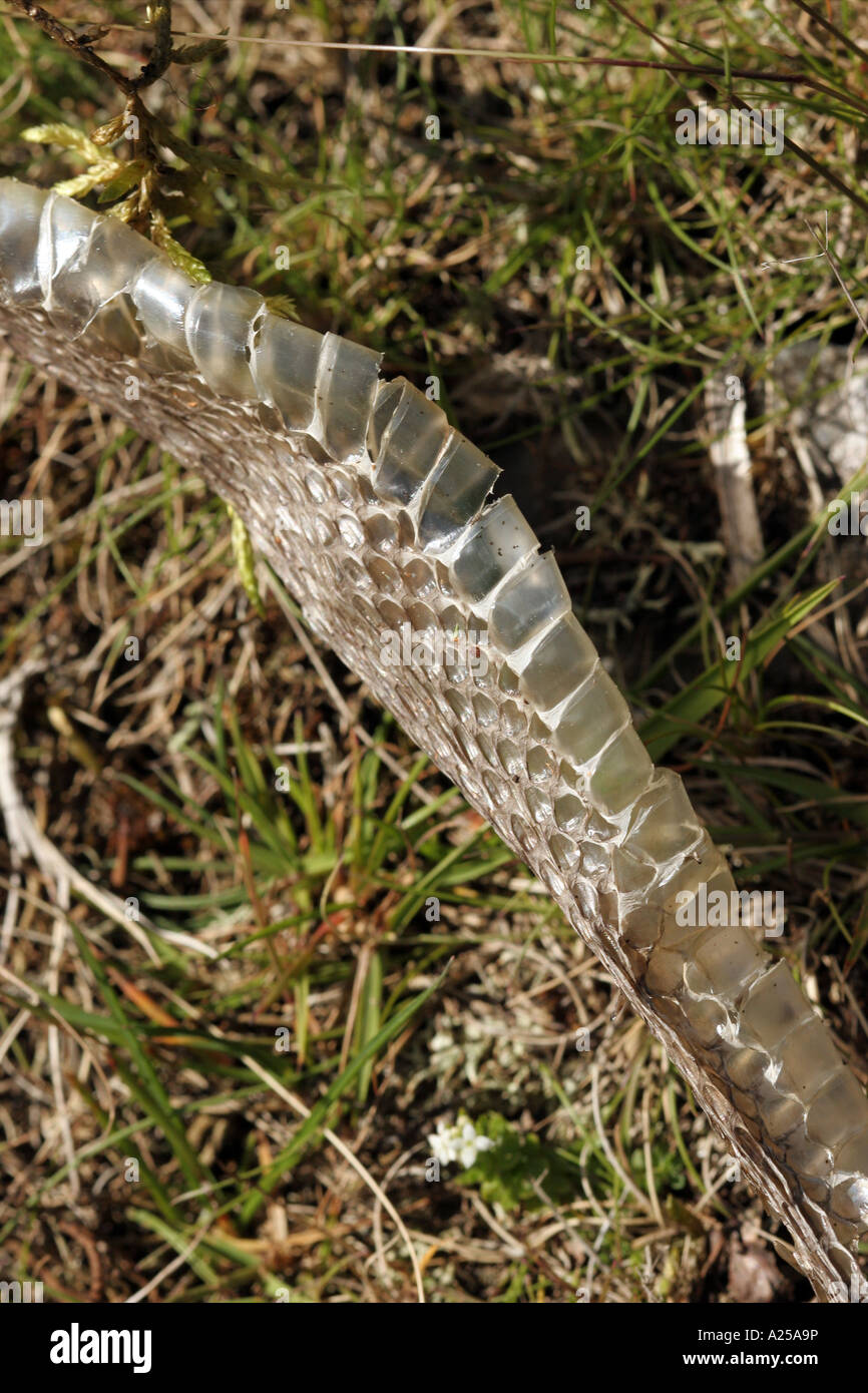 Adder Skin Vipera berus Stock Photo - Alamy