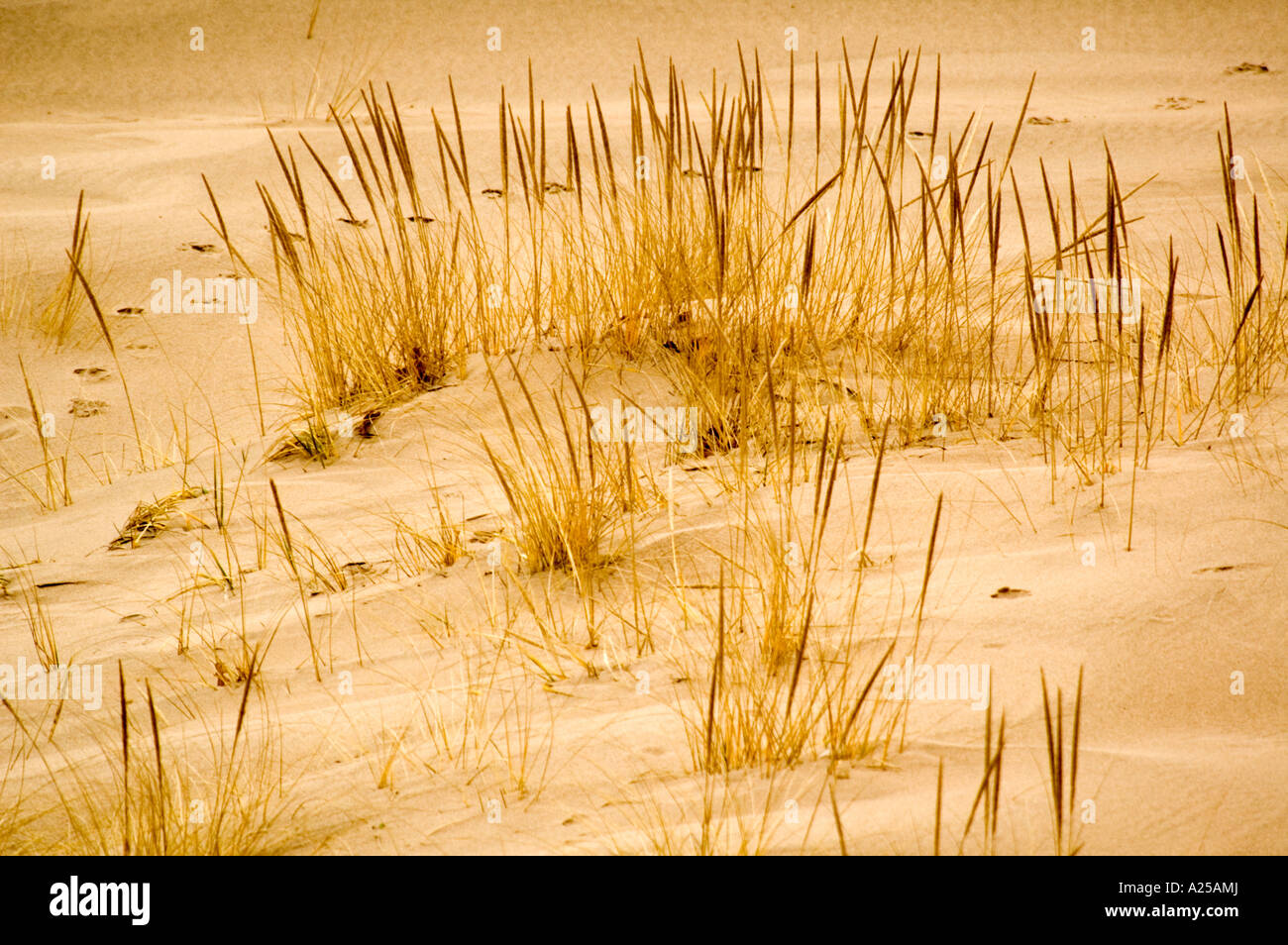 Grass on lake hi-res stock photography and images - Alamy