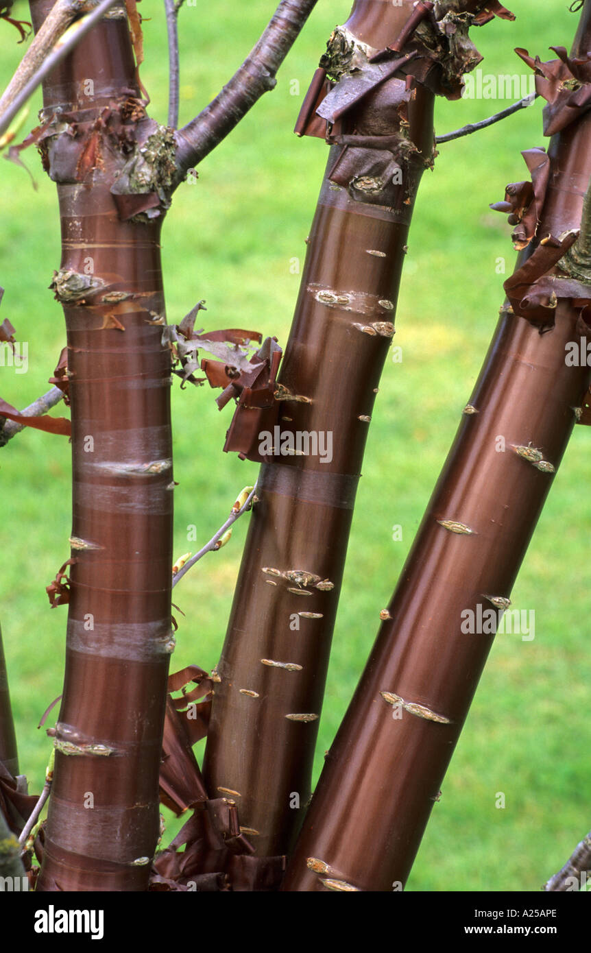 Prunus serrula, Bark Stock Photo - Alamy