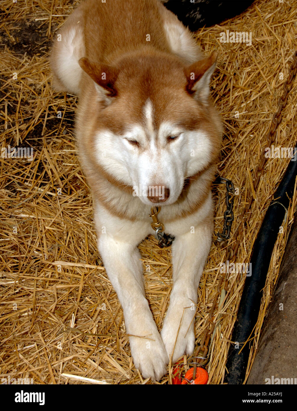 Super ball hi-res stock photography and images - Alamy