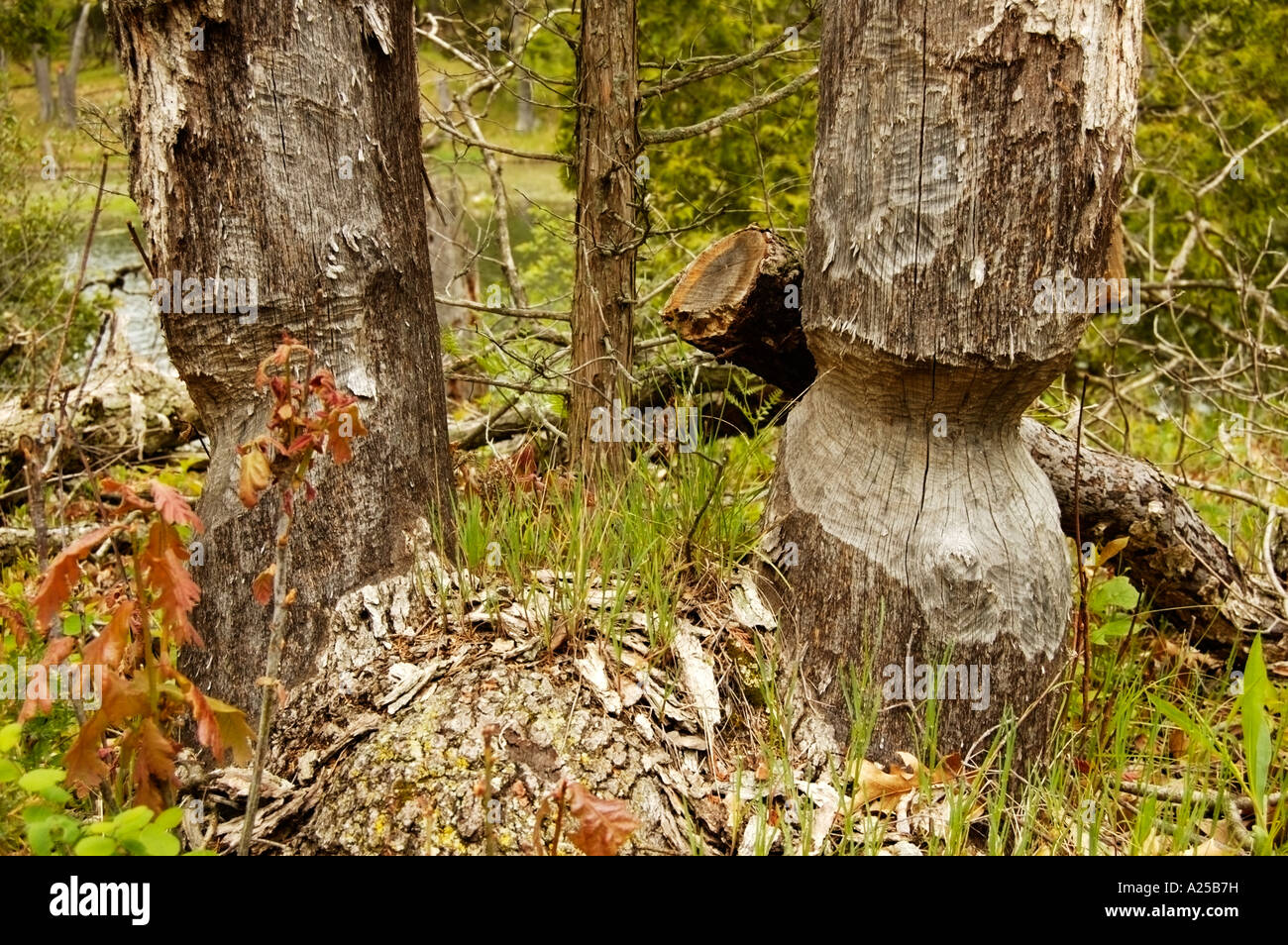 Beaver markings on tree and cuttings at the bottom Stock Photo - Alamy