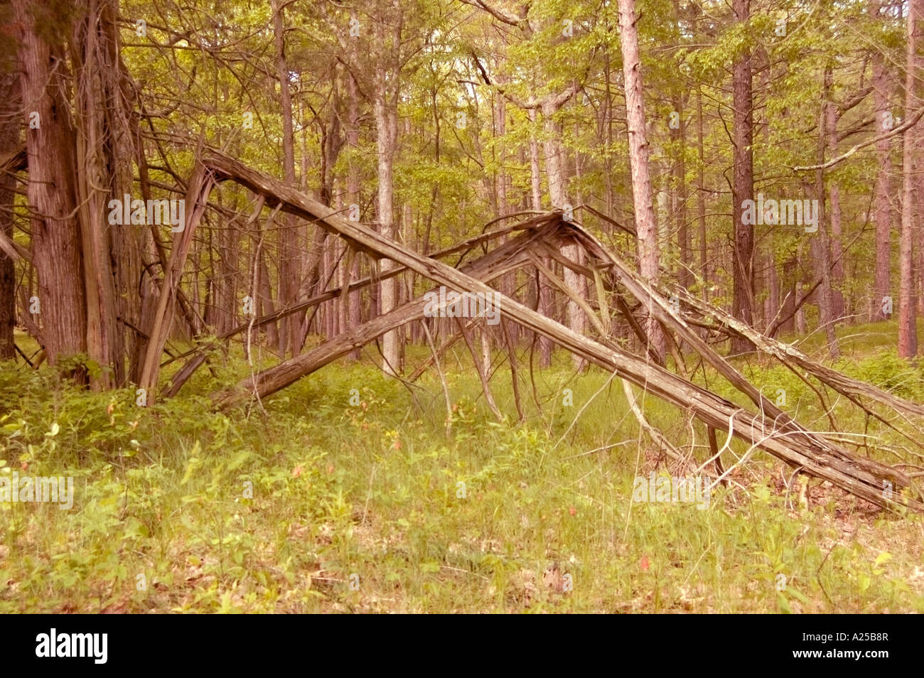 Downed trees in the forest Stock Photo - Alamy