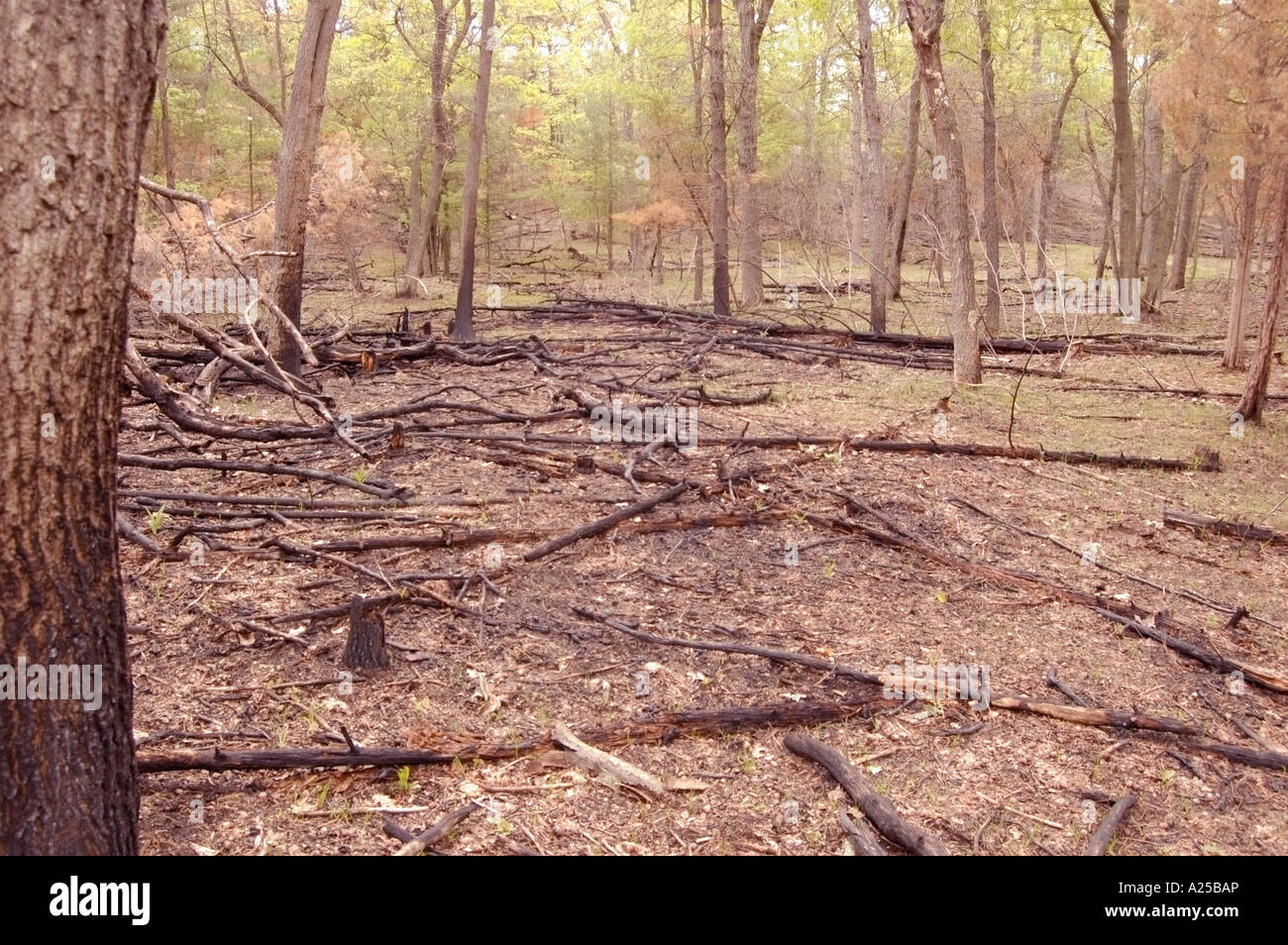 Back burning forest to save forest from a fire Stock Photo - Alamy