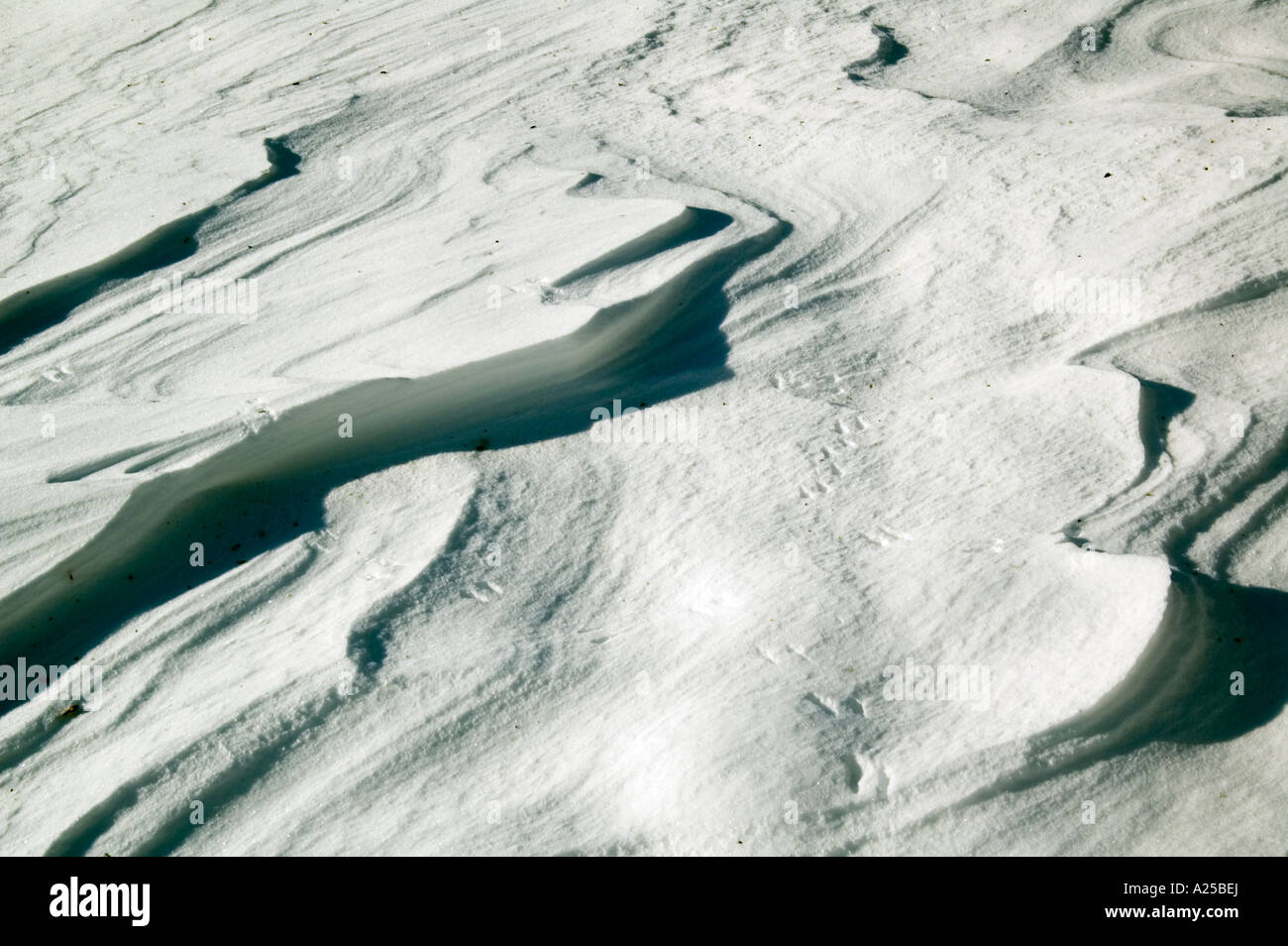 Wind packed snow with bird seed and tracks Stock Photo - Alamy
