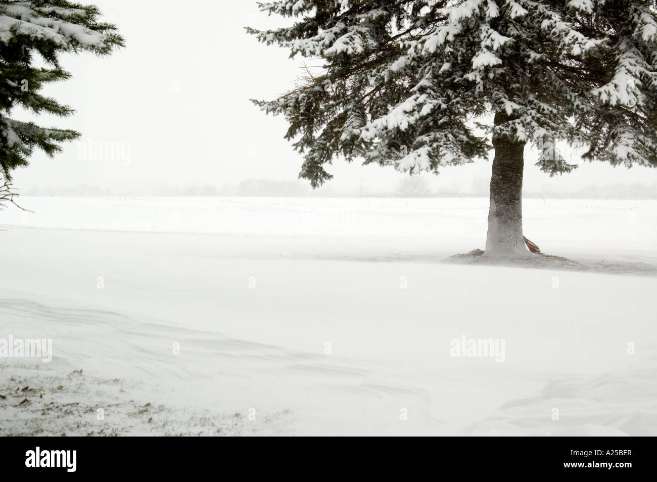 Winter storm with Pine trees Stock Photo - Alamy