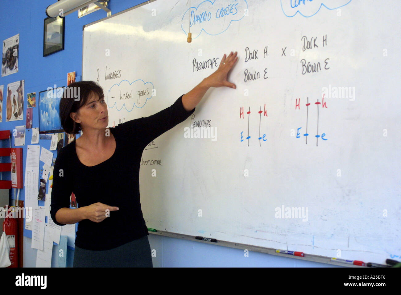 A level teacher teaching genetics lesson in a Biology Class Stock Photo ...