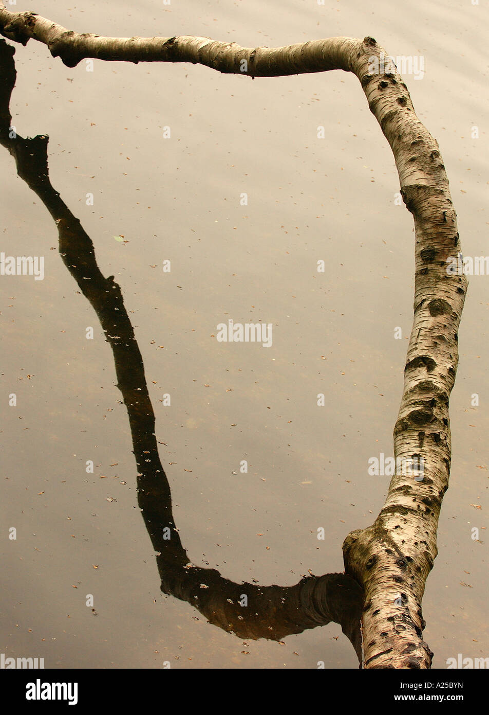 mirror reflection brown stick log tree wood water beige ecru Stock ...