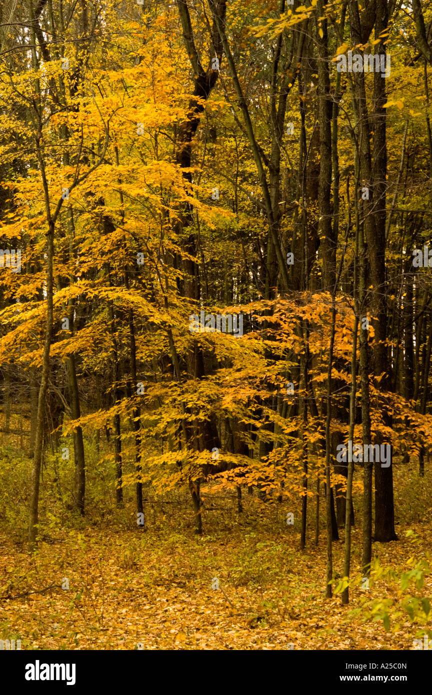 Yellow leaves hanging on in November Stock Photo - Alamy