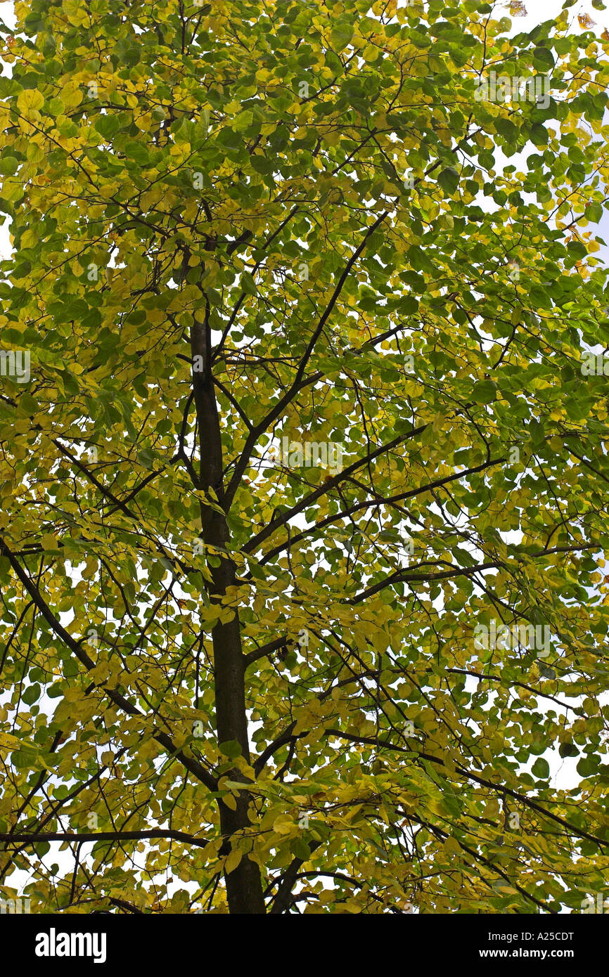 Haigh Hall Country Park Stock Photos & Haigh Hall Country Park Stock ...