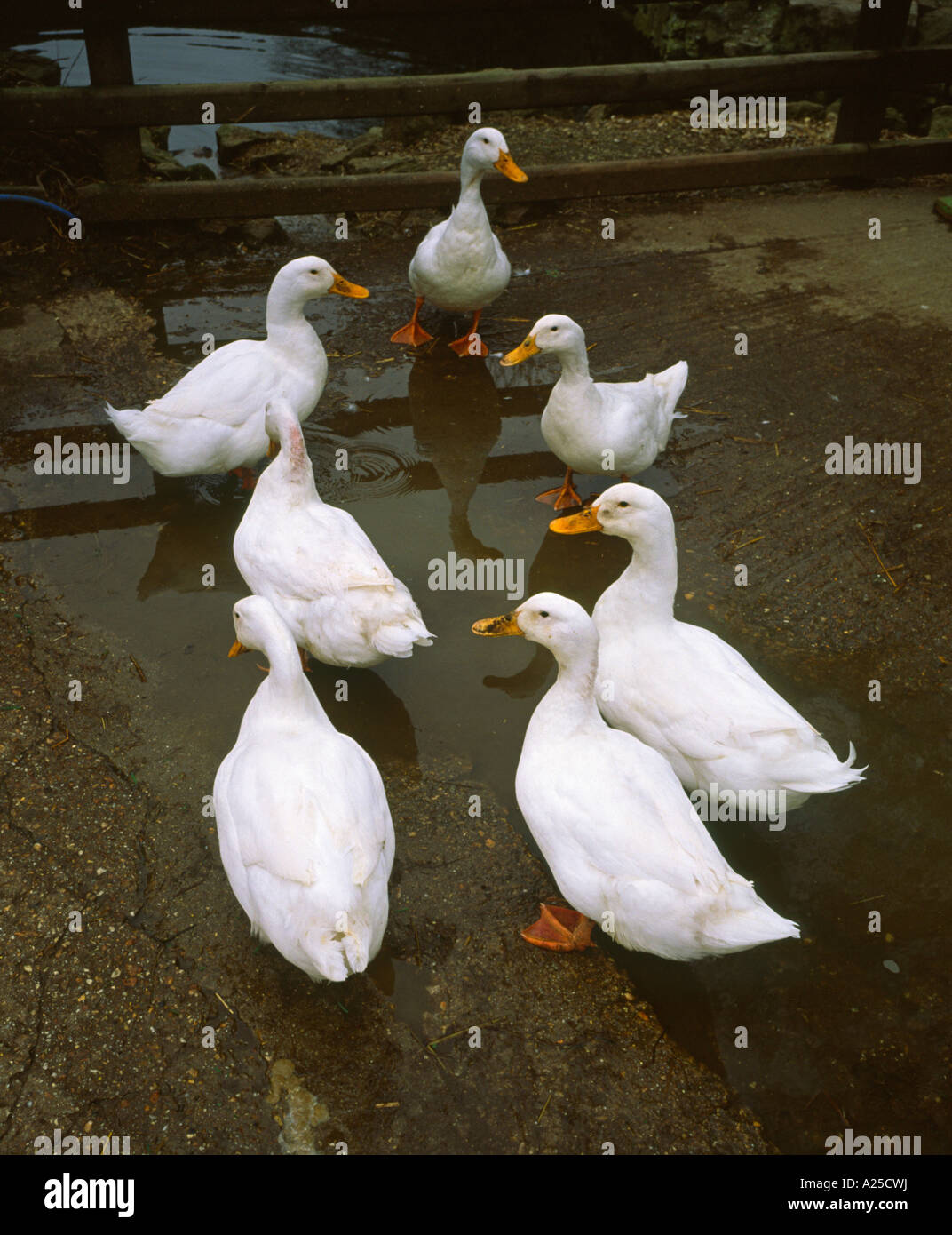 Group of white ducks in a farmyard Stock Photo - Alamy