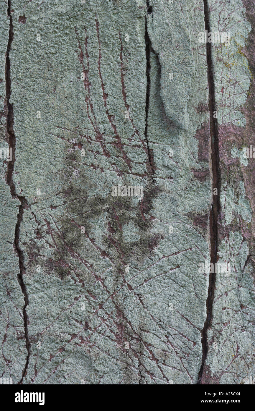 Sycamore tree bark showing claw marks from grey squirrel Lancashire UK ...