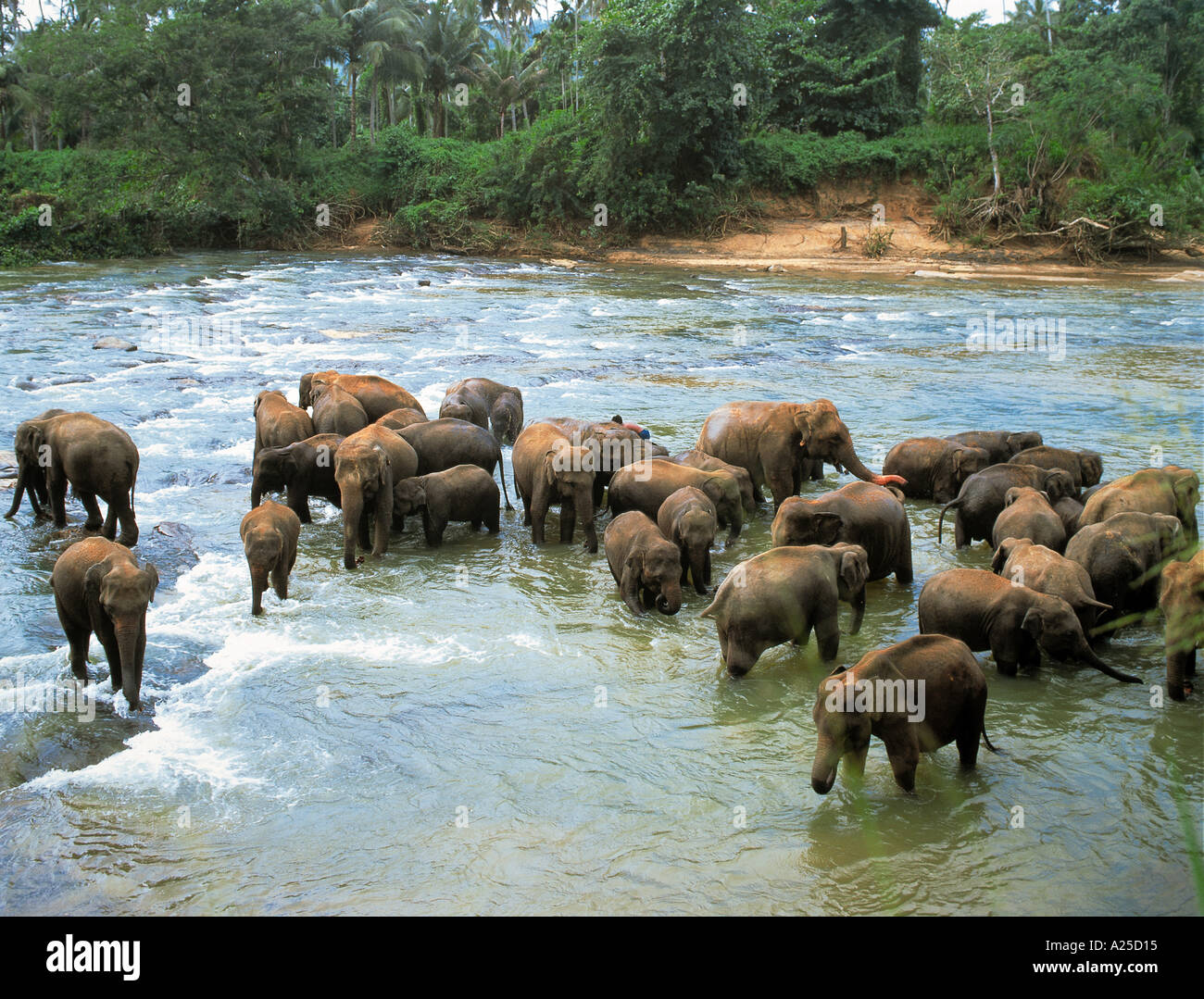Birds Eye View Elephant