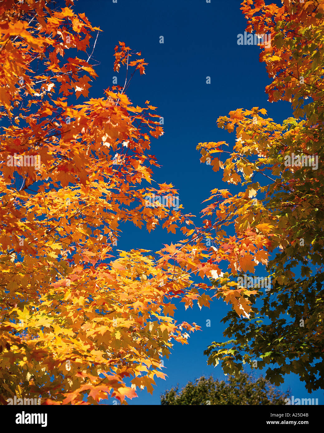 Leaves against bright blue sky hi-res stock photography and images - Alamy