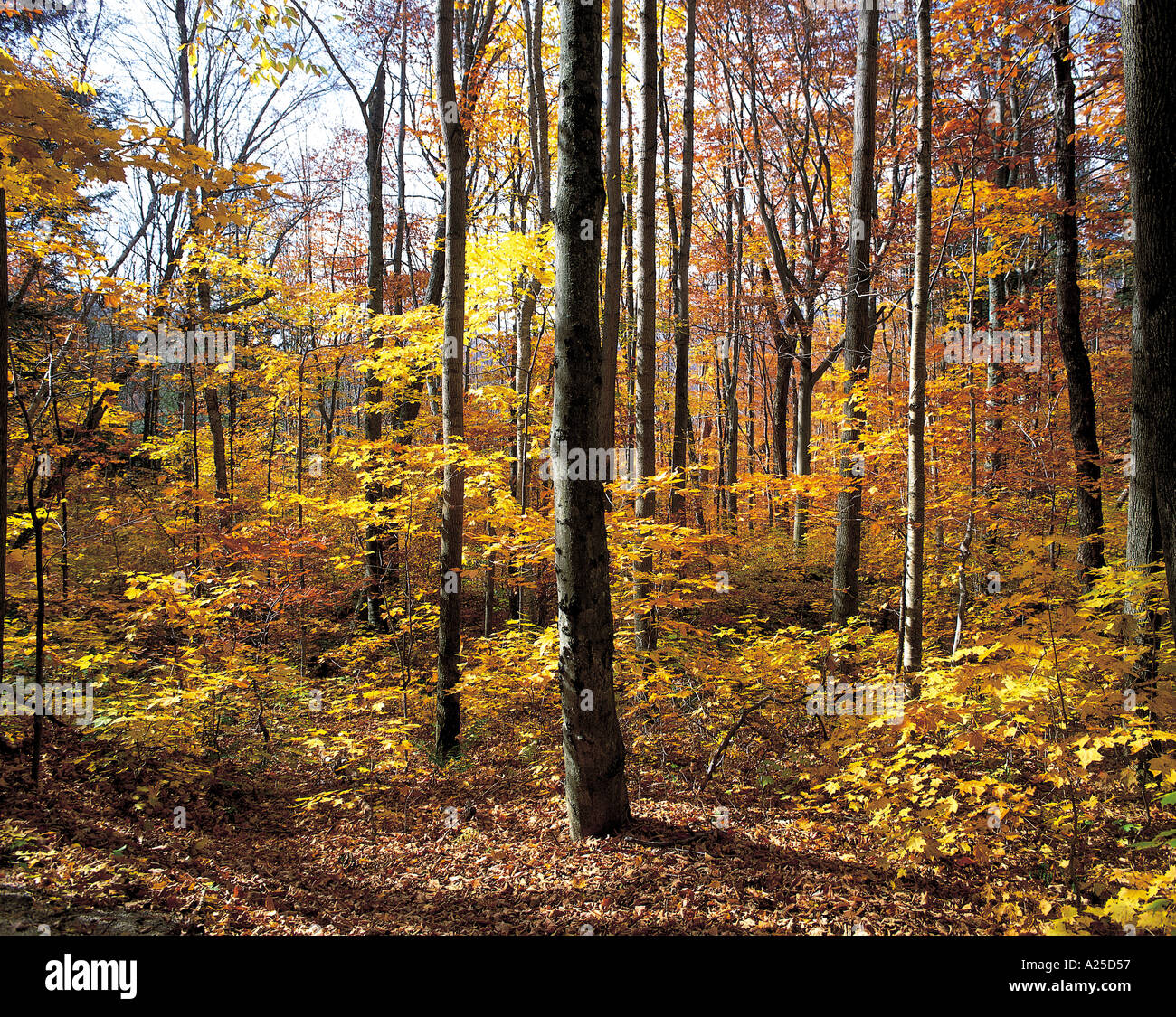 AUTUMN LEAVES IN FOREST Stock Photo - Alamy