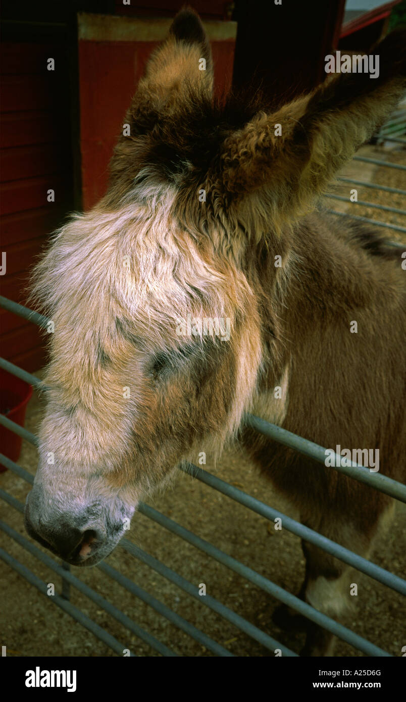 Donkey peering over a gate in a stable Stock Photo - Alamy