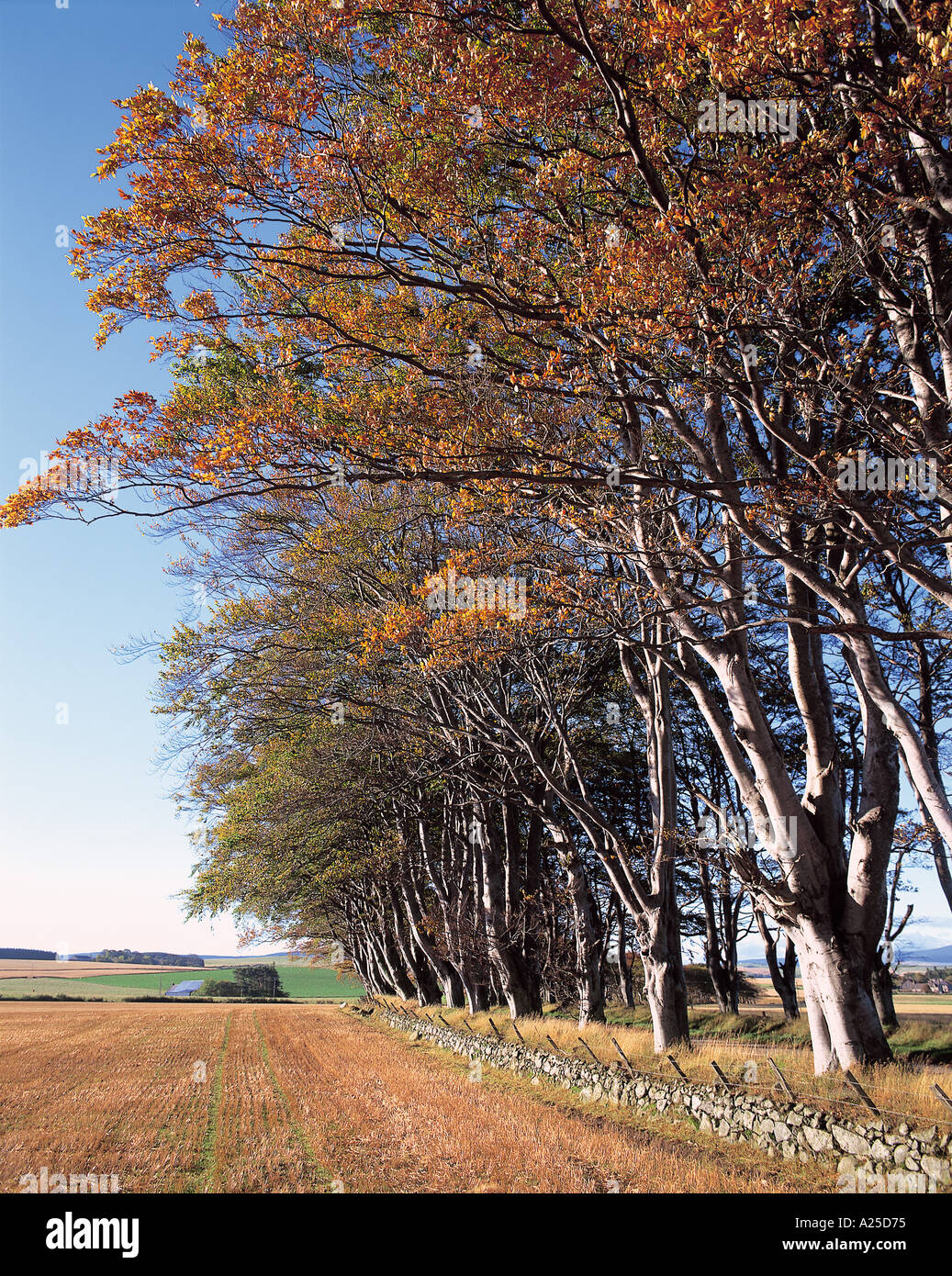 BEECH TREES SCOTLAND Stock Photo - Alamy