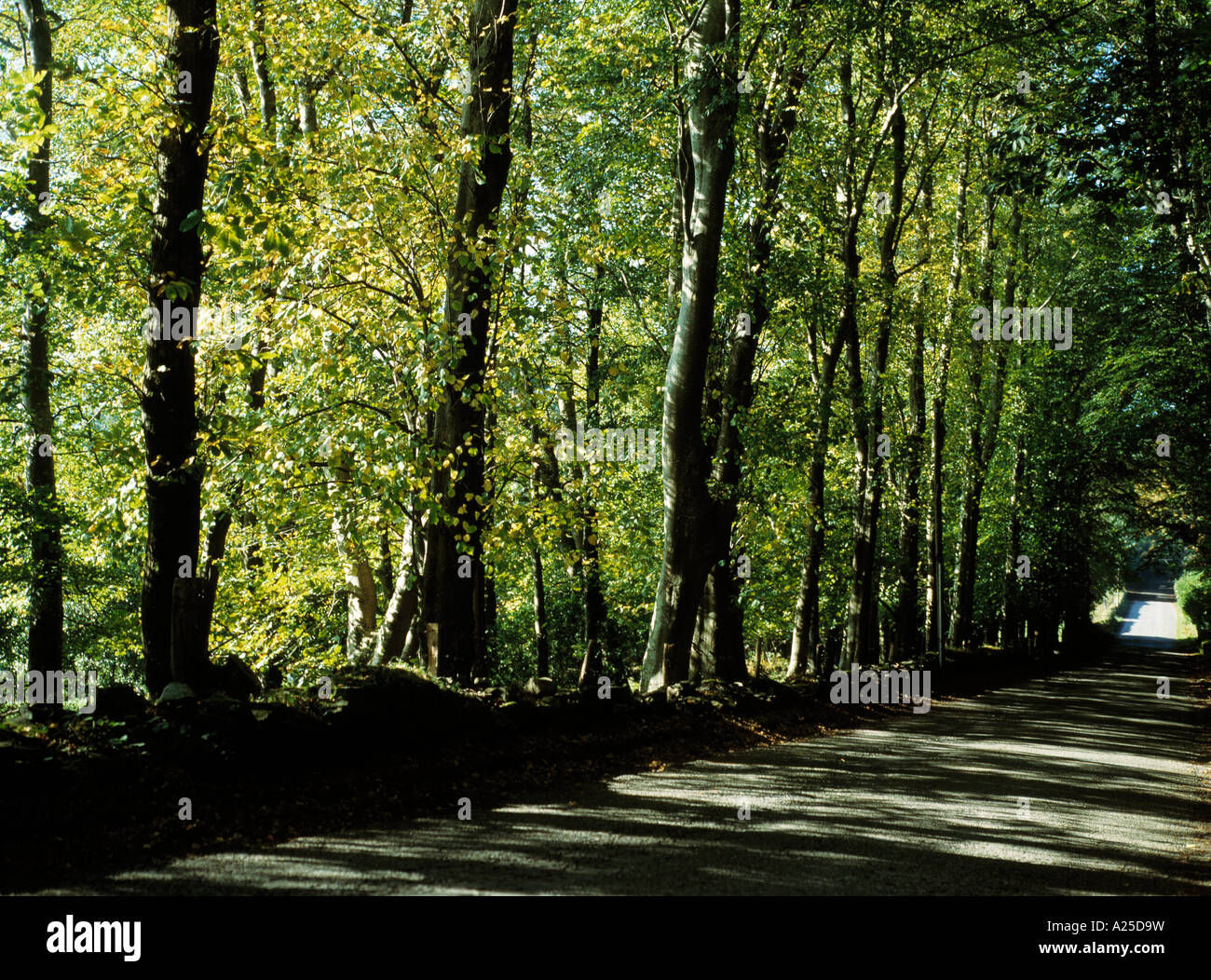 tree lined roadside with tall leafed trees, beauty in nature Stock ...
