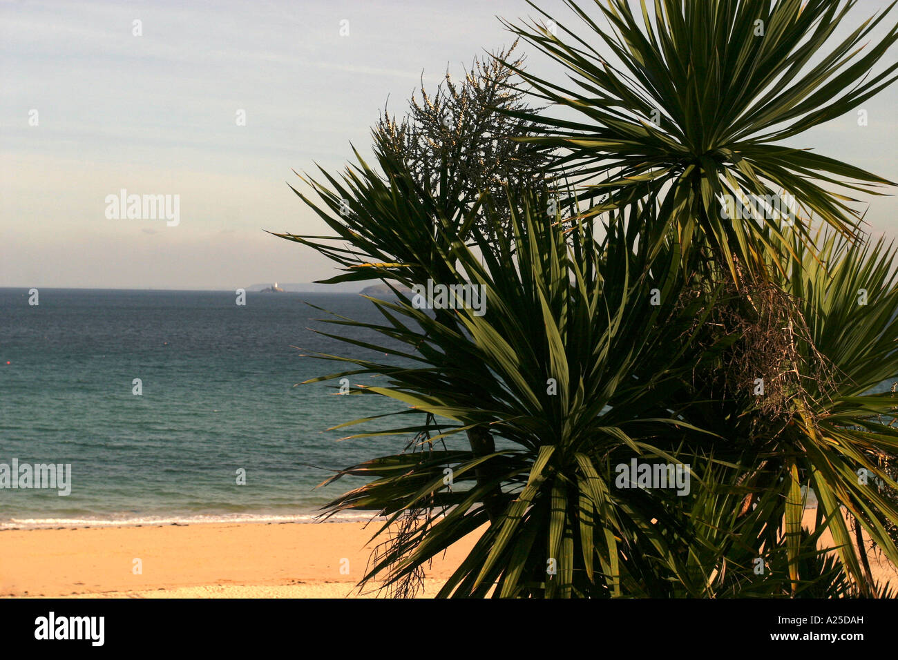 palm tree and view across beach and sea Portminster beach St. Ives ...
