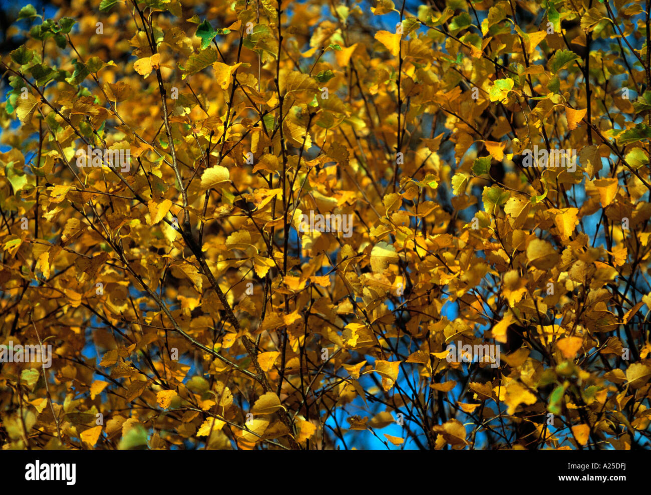 autumn colored trees in the irish landscape Stock Photo - Alamy