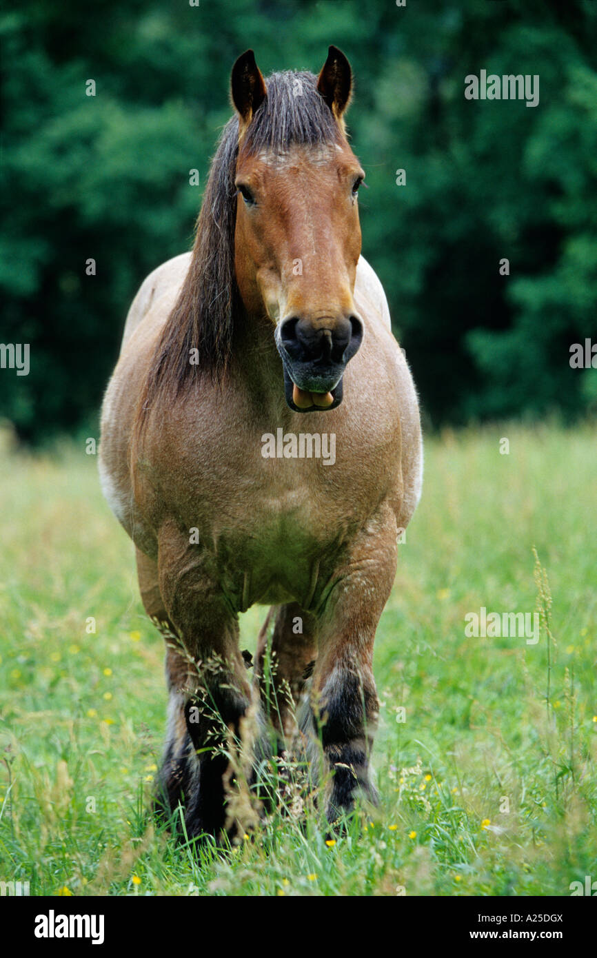 Cart horse hi-res stock photography and images - Alamy