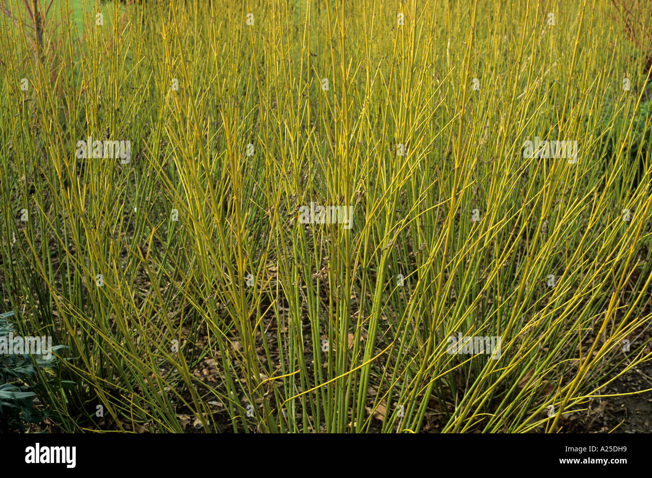 Cornus sericea 'Flaviramea' Stock Photo - Alamy