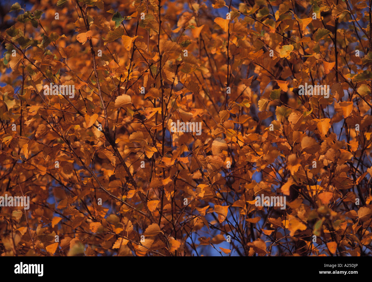 autumn leaves on the branch of a tree Stock Photo - Alamy