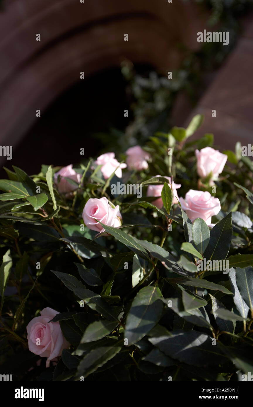 Tree with roses hi-res stock photography and images - Alamy