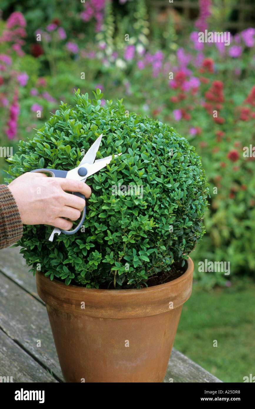 Box Topiary High Resolution Stock Photography and Images - Alamy