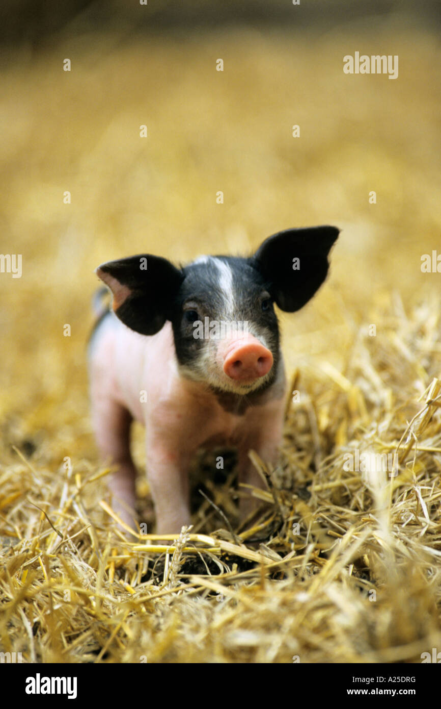 Domestic Pig Haellische piglet old German breed Stock Photo - Alamy