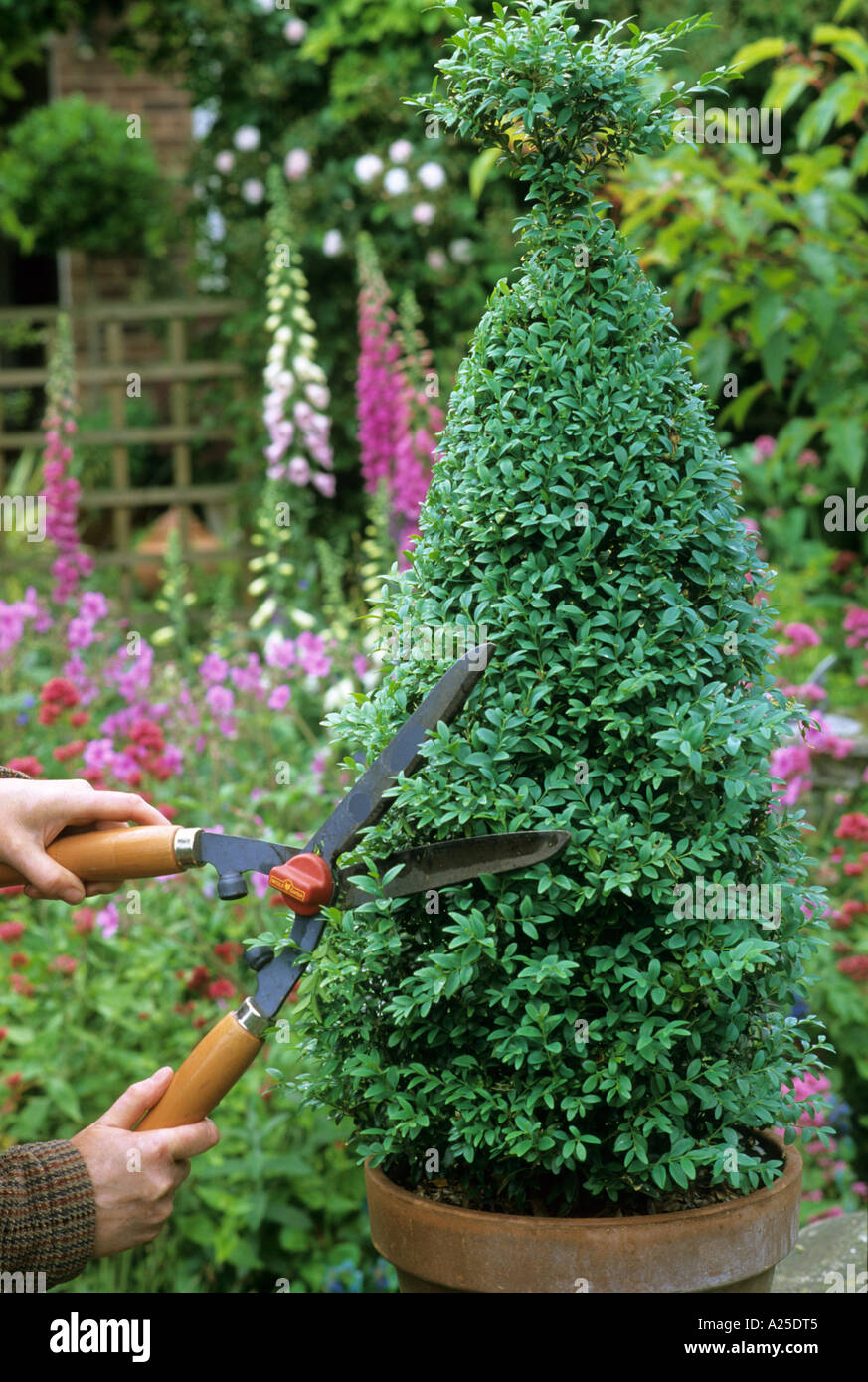 Practical gardening clipping cone topiary in terracotta container with ...