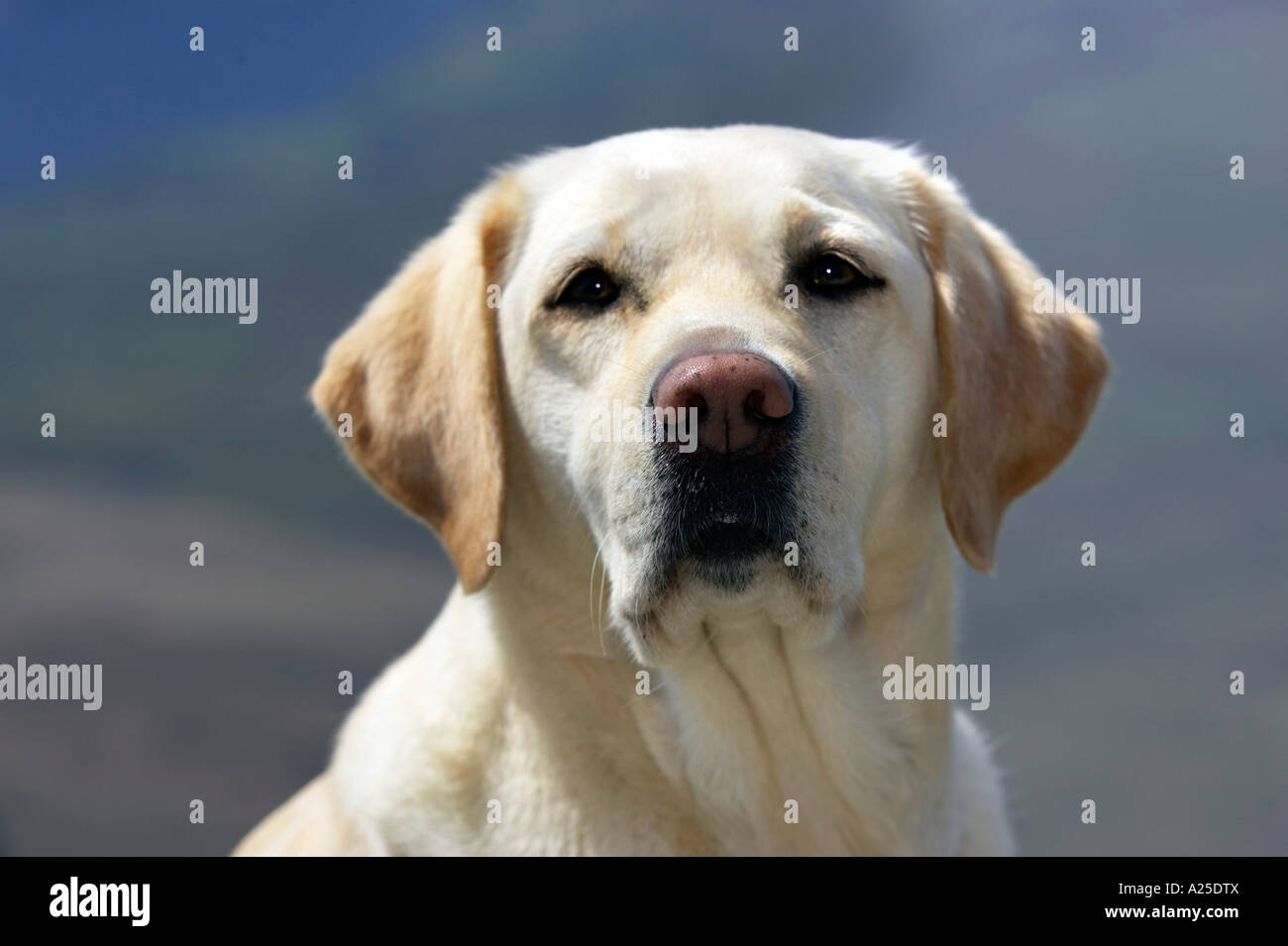 Golden Labrador dog Stock Photo - Alamy